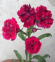 Carnations - Totally Free Plants and Flowers
