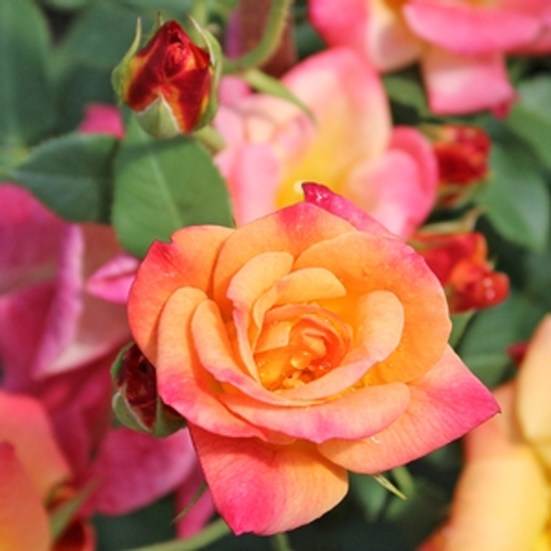 Joseph's Coat Climbing Rose - Free Plant