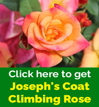 Joseph's Coat Climbing Rose - Free Plant