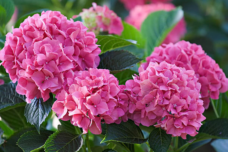 Hydrangea - Free Plant